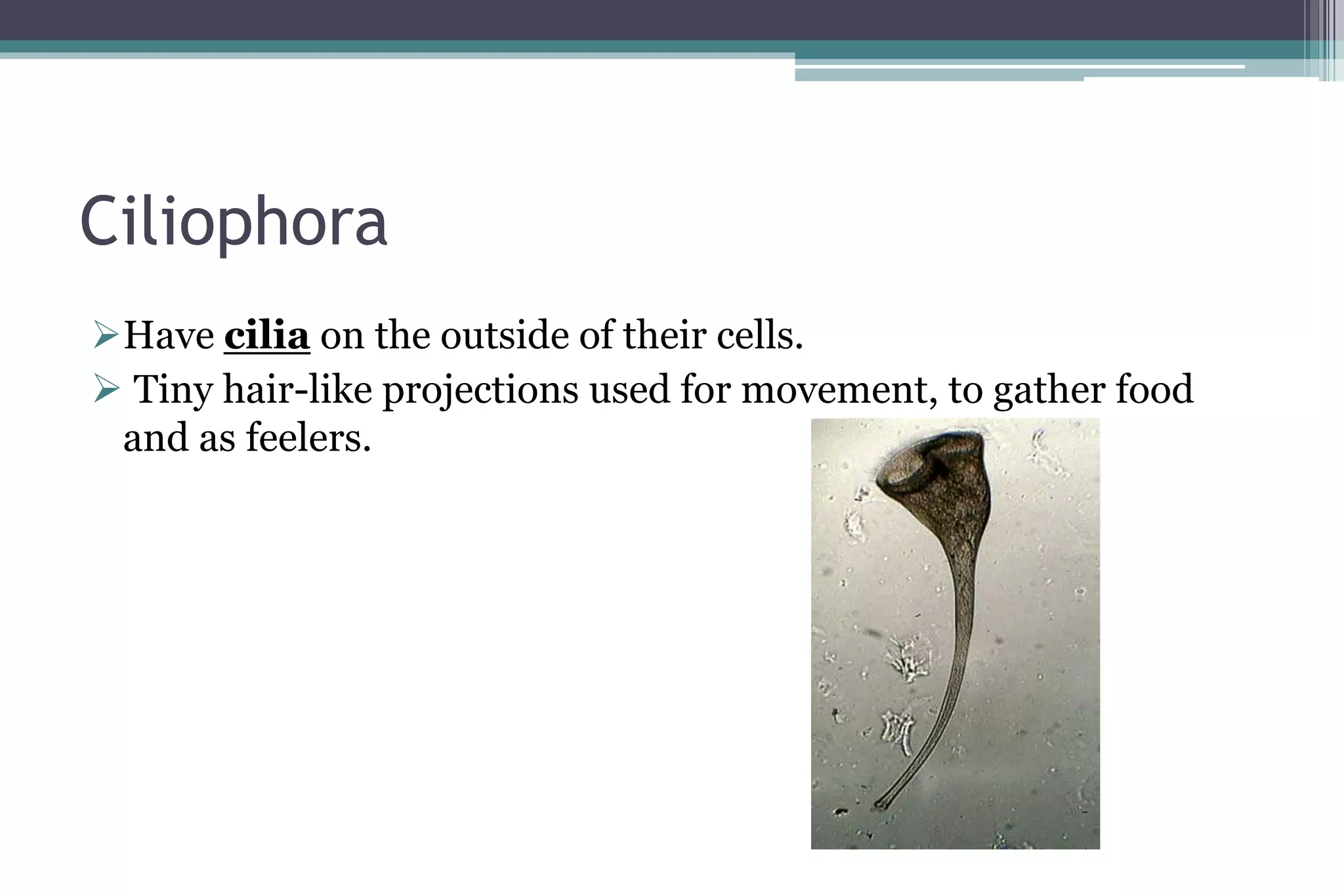 Kingdom protista | PPTX