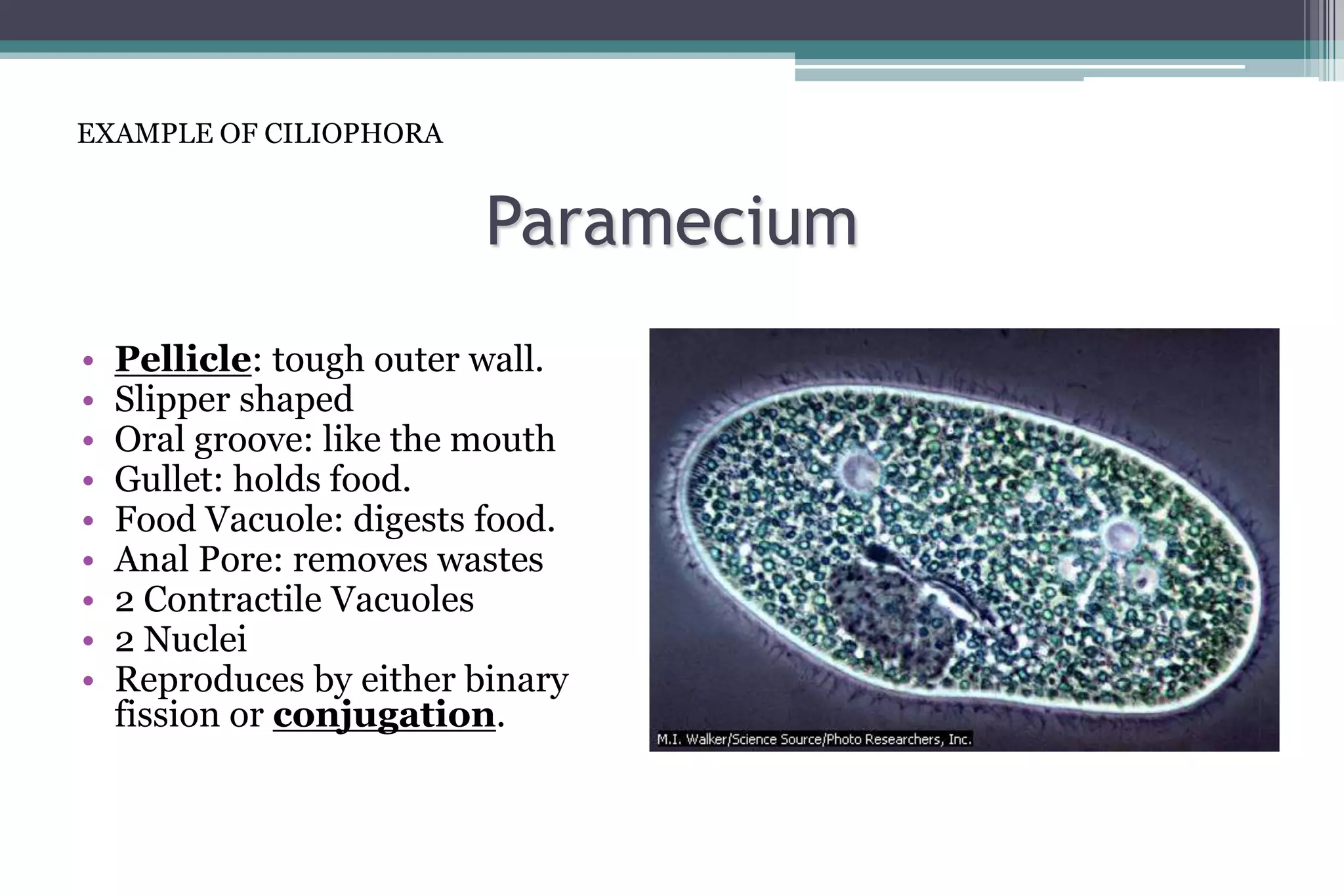 Kingdom protista | PPTX