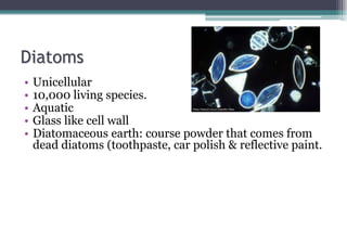 Kingdom protista | PPTX