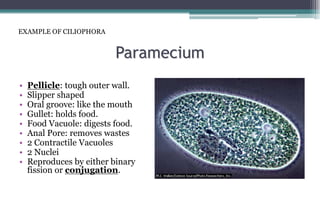 Kingdom protista | PPTX
