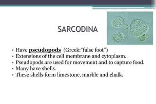 Kingdom protista | PPTX