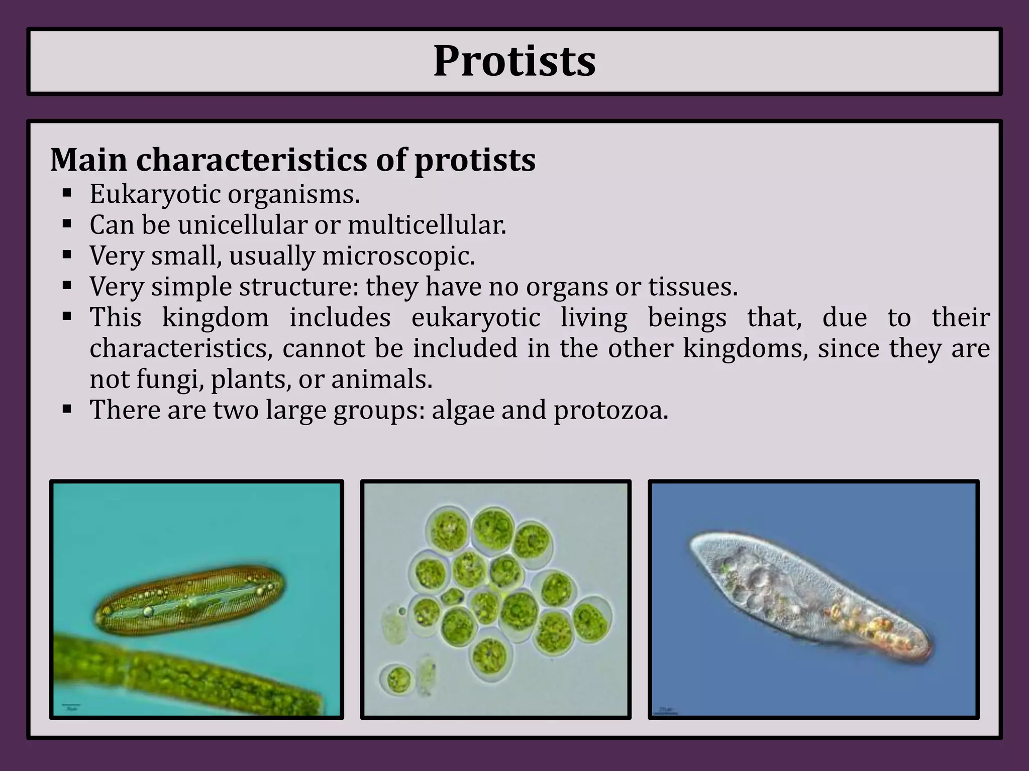 Kingdom Protista | PPTX