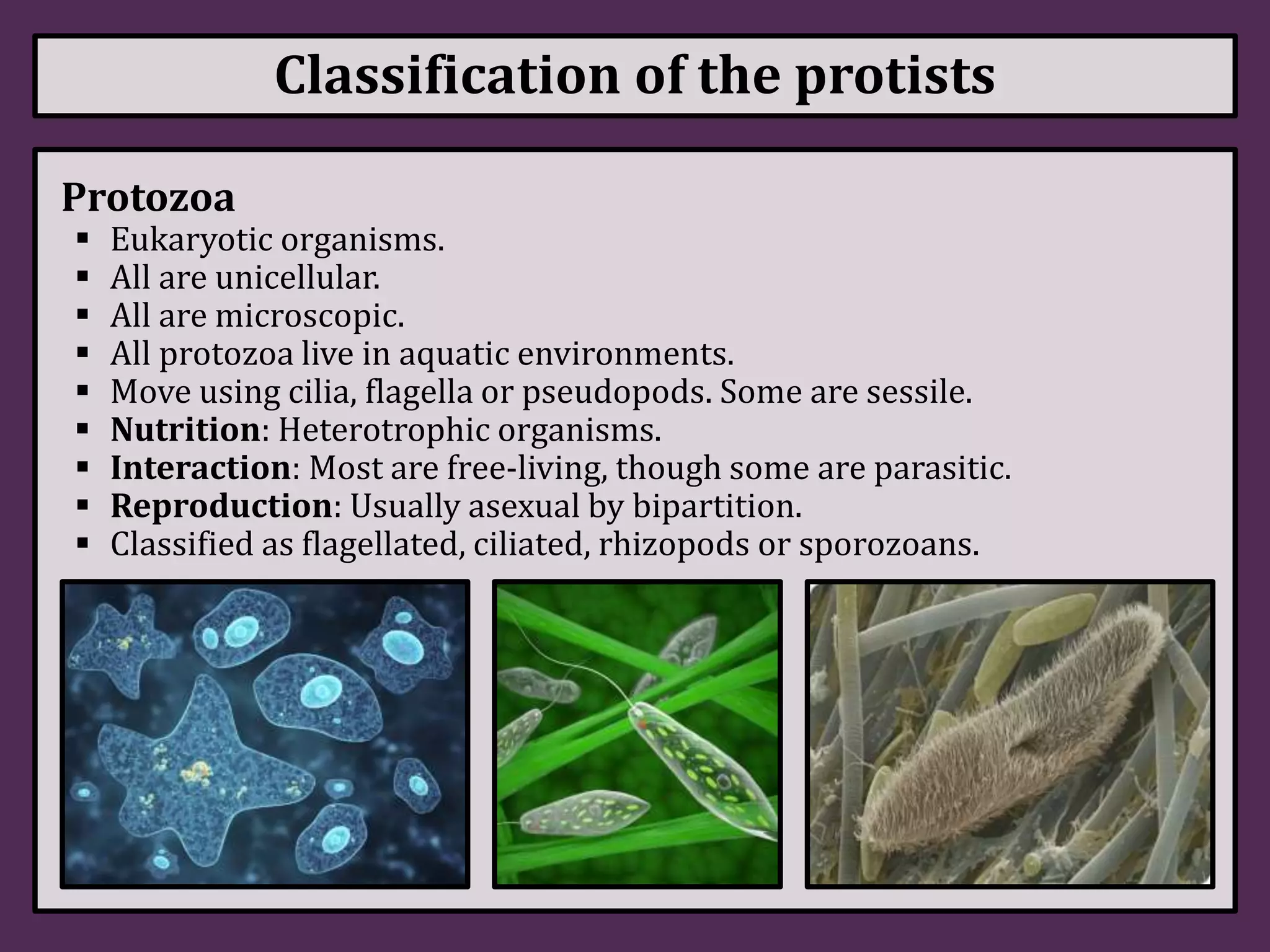Kingdom Protista | PPTX