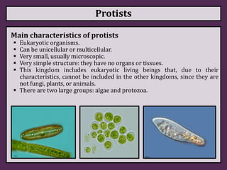 Kingdom Protista | PPTX