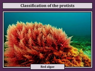 Kingdom Protista | PPTX