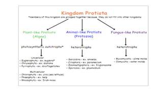 Kingdom Protista.pptx