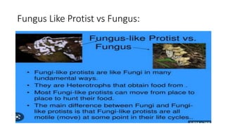 Kingdom Protista.pptx