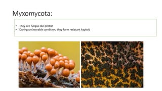 Kingdom Protista.pptx