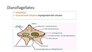 Kingdom Protista.pptx