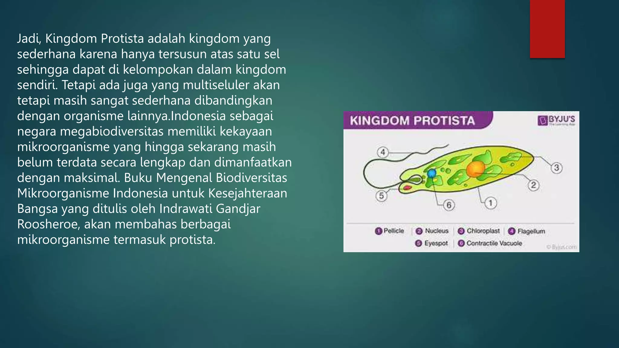 Kingdom Protista.pptx