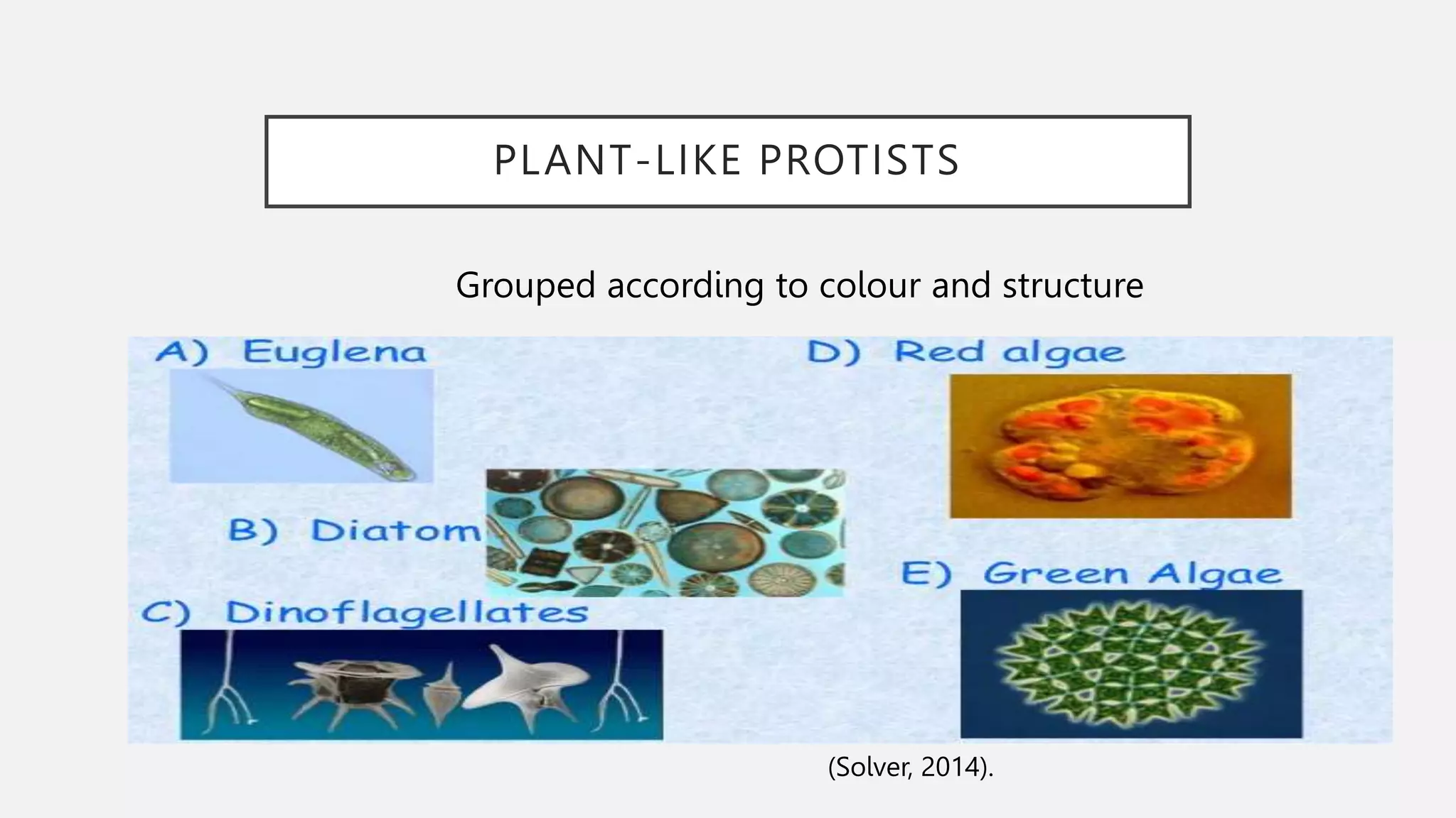 Kingdom Protista.pptx