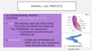 Kingdom Protista.pptx