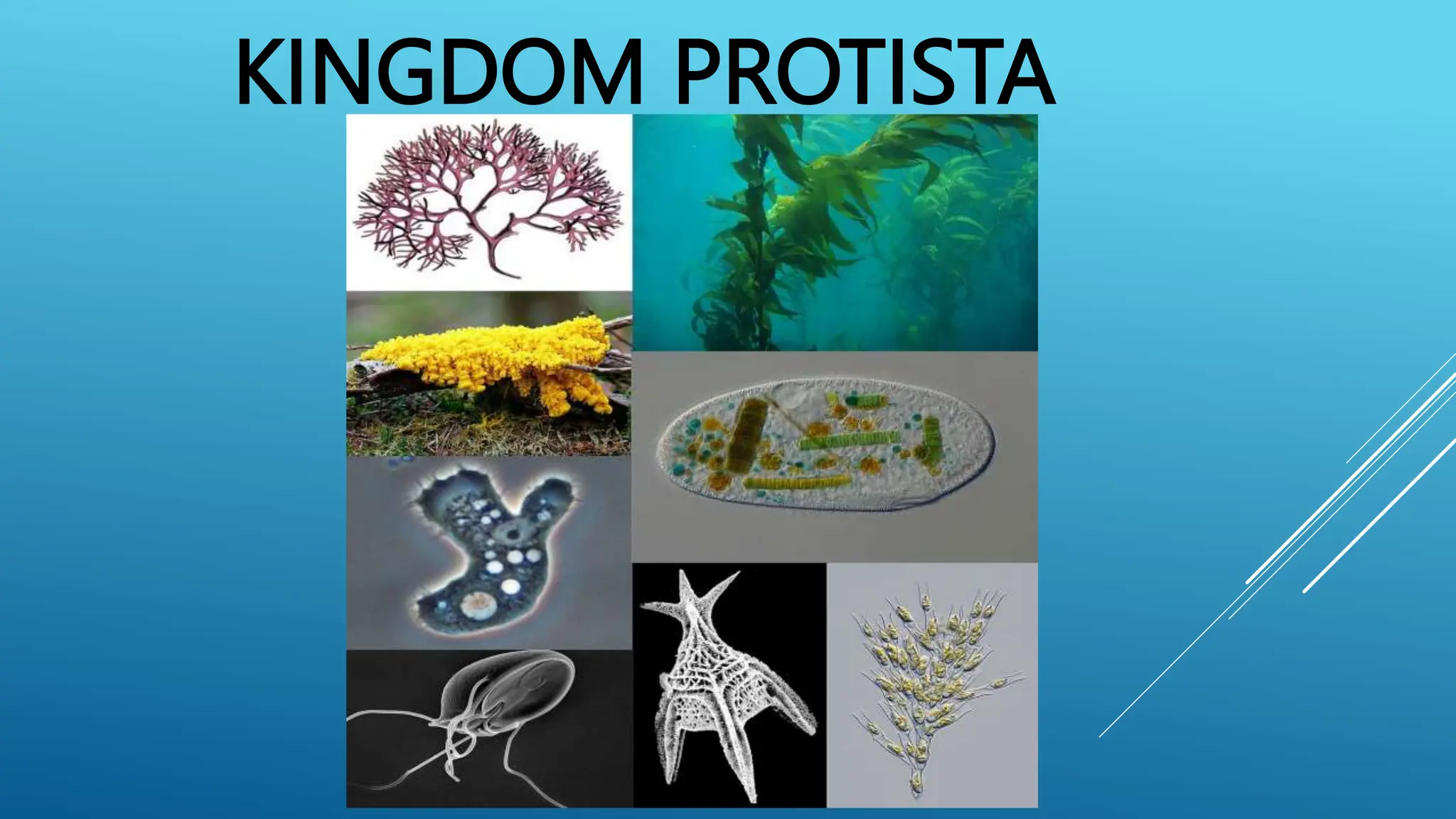 Kingdom Protista.pptx