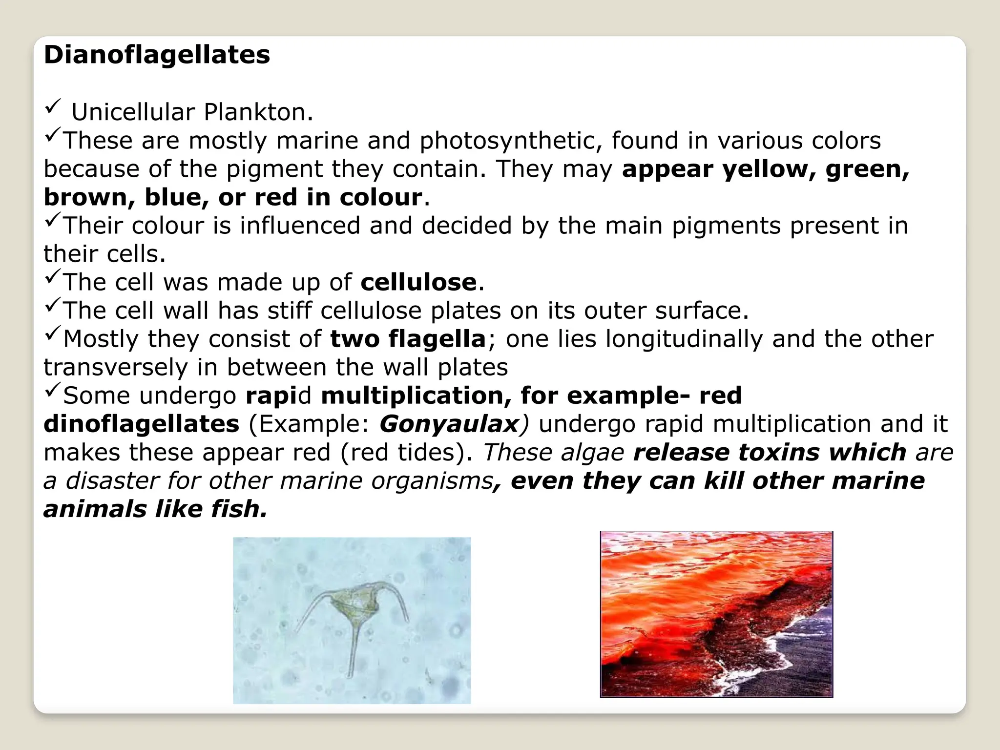 Kingdom Protista and its characteristics.pptx