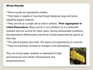Kingdom Protista and its characteristics.pptx