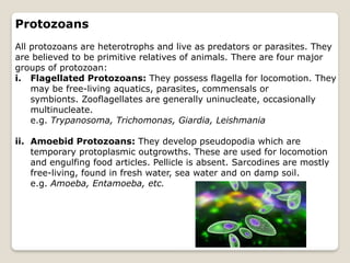 Kingdom Protista and its characteristics.pptx