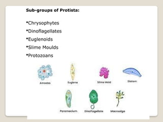 Kingdom Protista and its characteristics.pptx