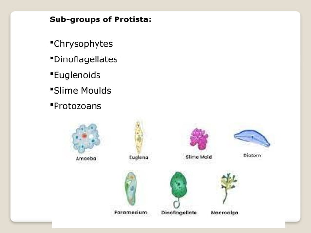 Kingdom Protista and its characteristics.pptx