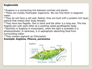 Kingdom Protista and its characteristics.pptx