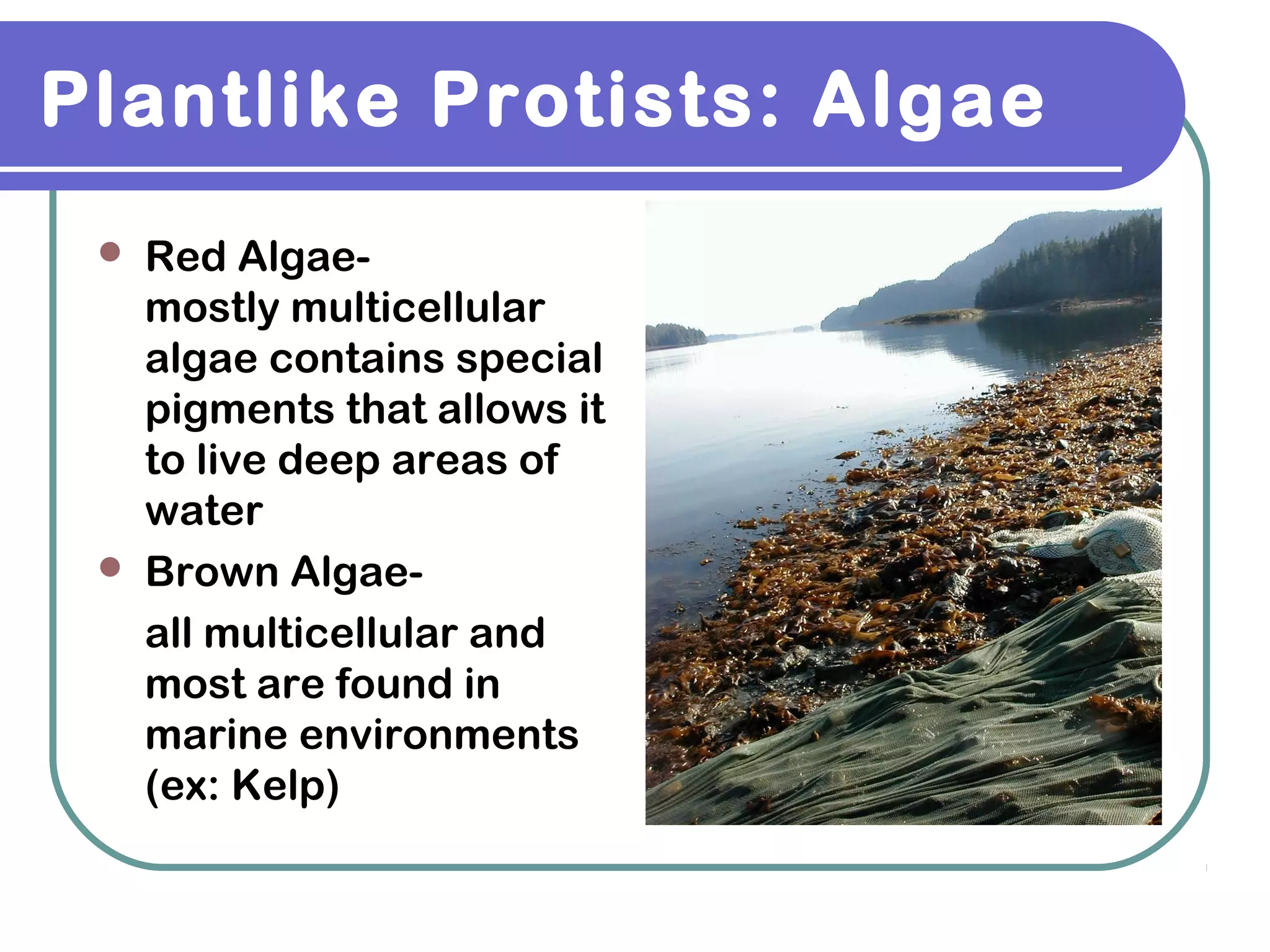 Kingdom protista[1] | PPT