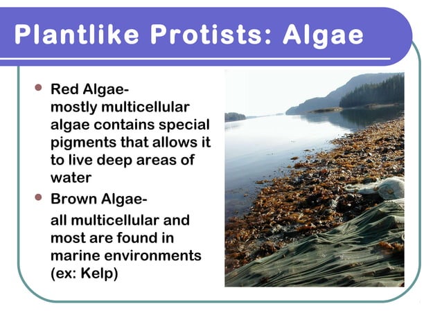 Kingdom protista[1] | PPT