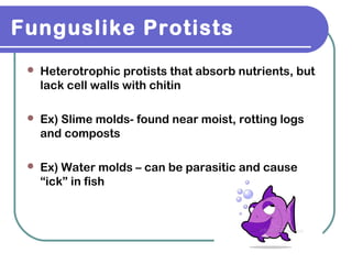 Kingdom protista[1] | PPT