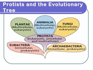 Kingdom protista[1] | PPT