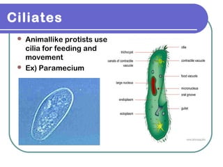 Kingdom protista[1] | PPT
