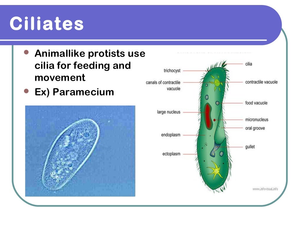 Protista Examples