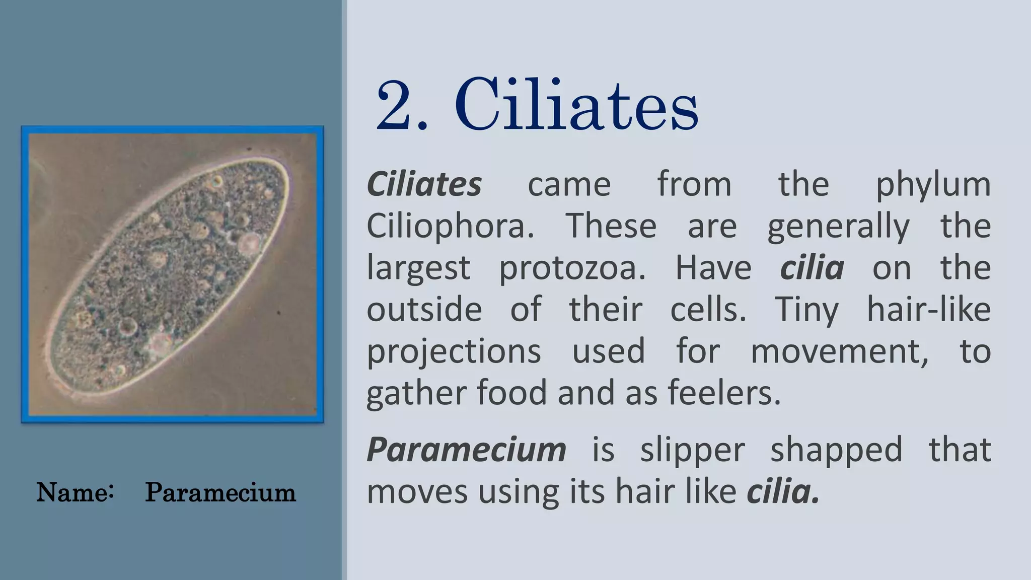 Kingdom Protist Power Point Presentation | PPTX