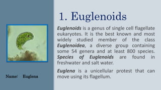 Kingdom Protist Power Point Presentation | PPTX