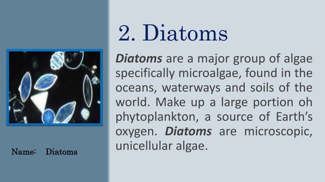 Kingdom Protist Power Point Presentation | PPTX | Biological Sciences ...
