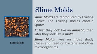 Kingdom Protist Power Point Presentation | PPTX