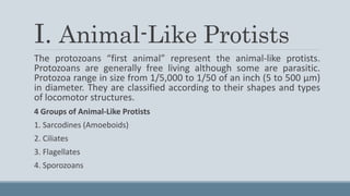 Kingdom Protist Power Point Presentation | PPTX