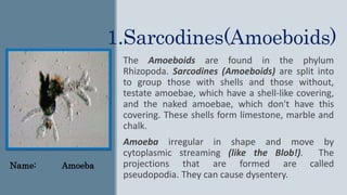 Kingdom Protist Power Point Presentation | PPTX