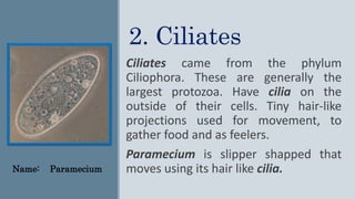 Kingdom Protist Power Point Presentation | PPTX