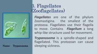 Protist Pictures And Names