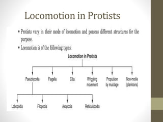 Kingdom protists | PPTX