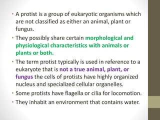 Kingdom protists | PPTX