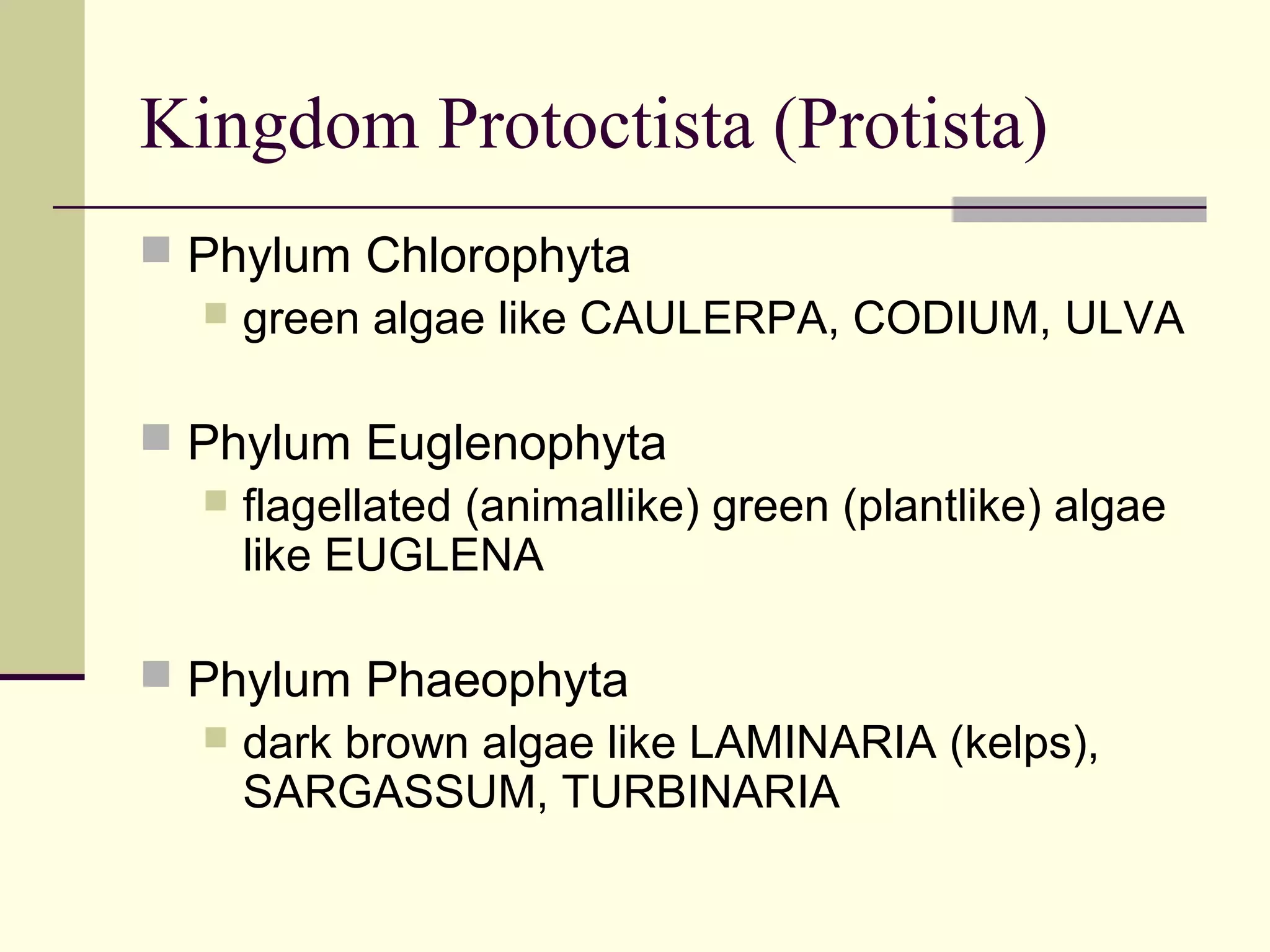 Kingdom protoctista (protista) | PPT