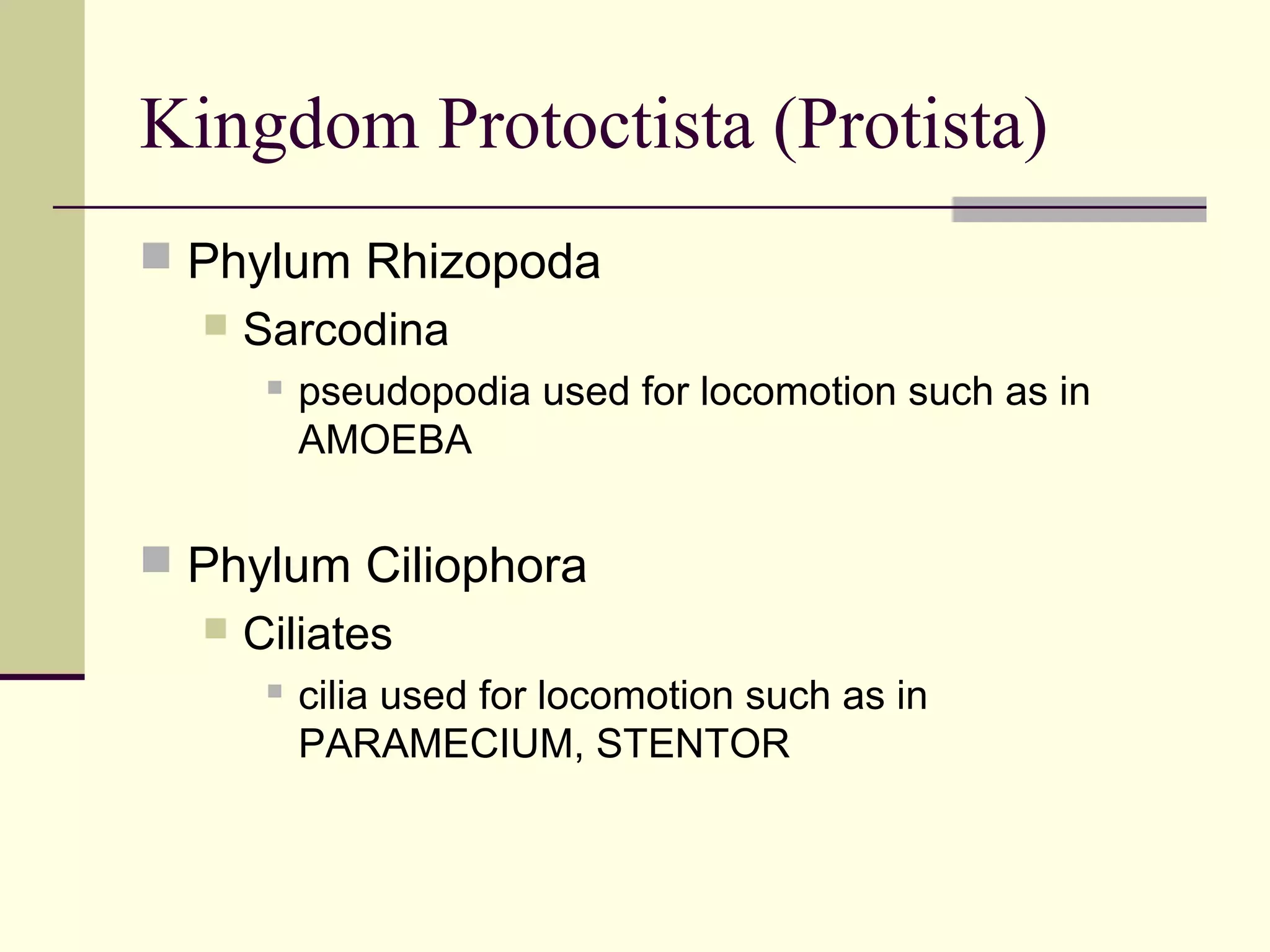 Kingdom protoctista (protista) | PPT