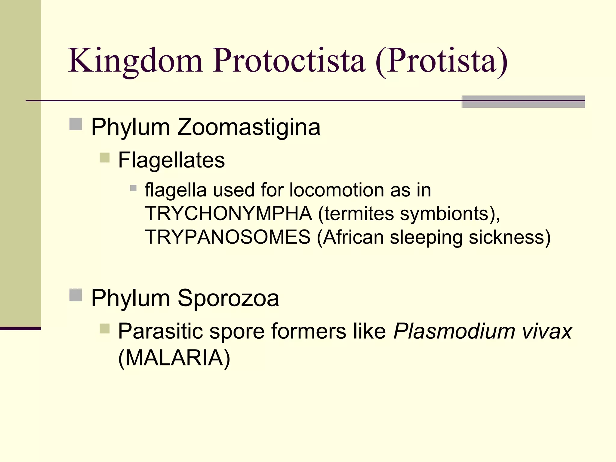 Kingdom protoctista (protista) | PPT