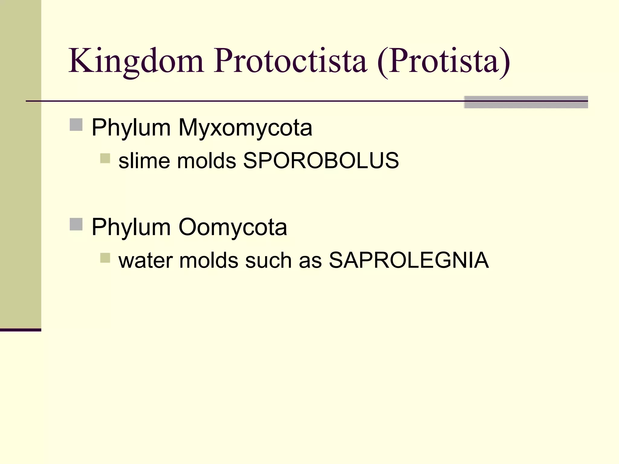 Kingdom protoctista (protista) | PPT