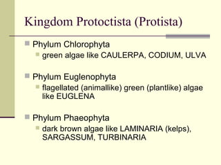 Kingdom protoctista (protista) | PPT