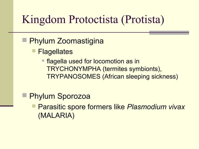 Kingdom protoctista (protista) | PPT | Biological Sciences | Science