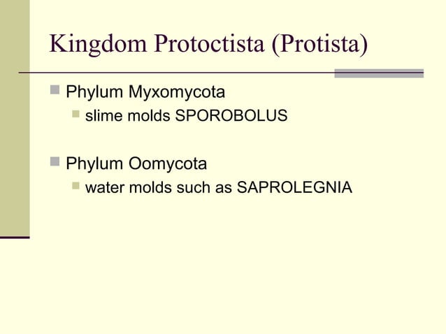 Kingdom protoctista (protista) | PPT | Biological Sciences | Science