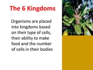 Kingdoms.ppt