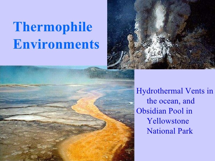 Thermophiles Examples