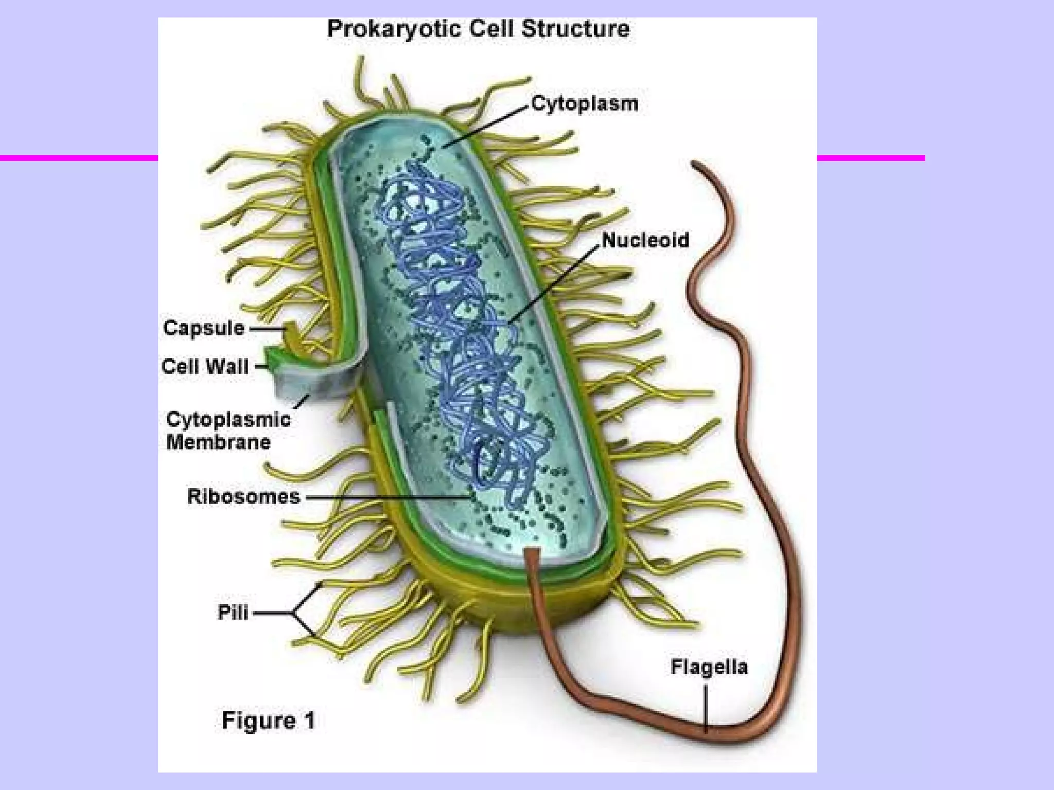 Kingdoms archaebacteria | PPT