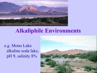 Kingdoms archaebacteria | PPT